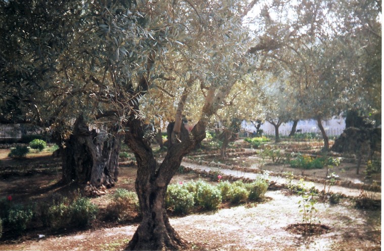 A Highly Significant Symbol is the Olive Tree | ChristianToday Australia