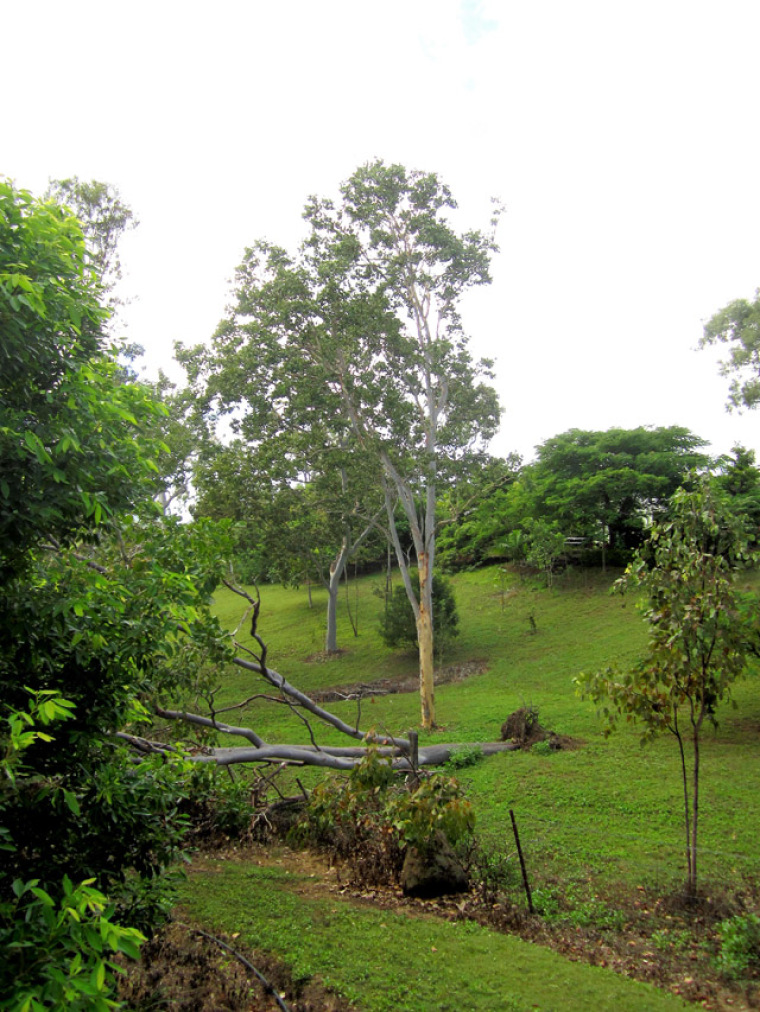 Gum tree branches falling - widow makers | ChristianToday Australia