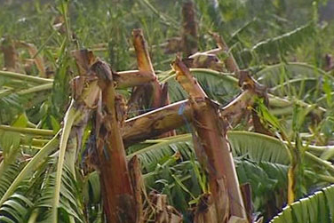 Cyclone Larry Rips Through Northern Queensland | ChristianToday Australia