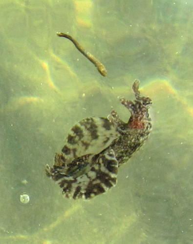 The sea turned red - remarkable and strange phenomenon have scientists ...