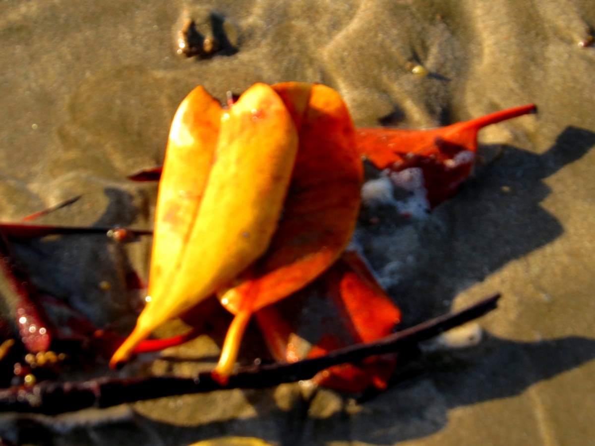 Pastor's Pastor Rowland Croucher reviews Evangelical Tom Wright's ...