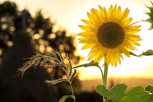 Story of the sunflower | ChristianToday Australia