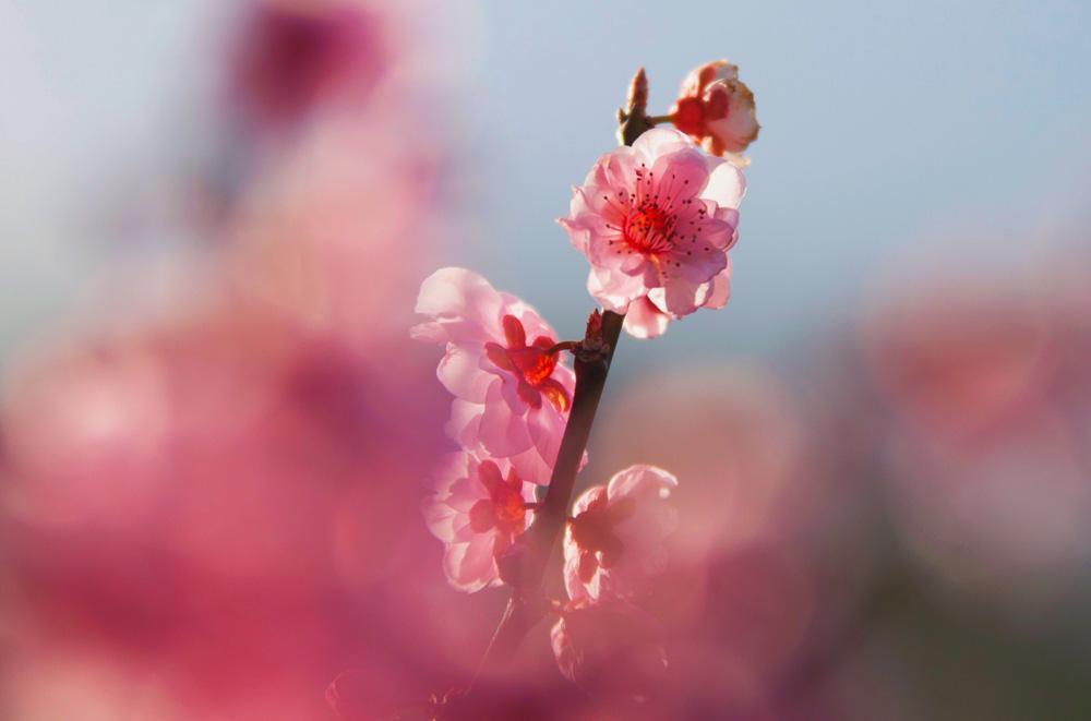 Bloom Again | ChristianToday Australia