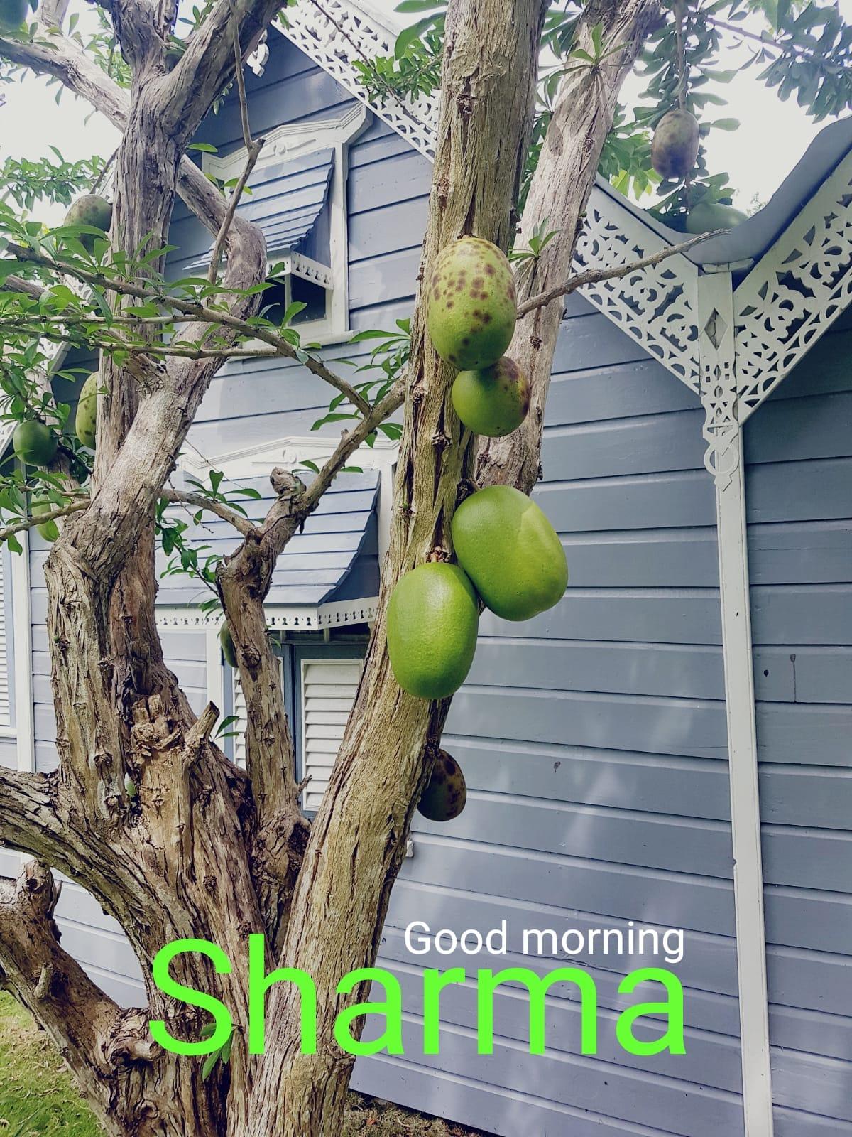 Are you a Christian Tree? | ChristianToday Australia