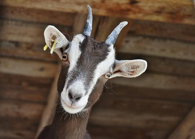 Goats, roses, social media and the gospel | ChristianToday Australia