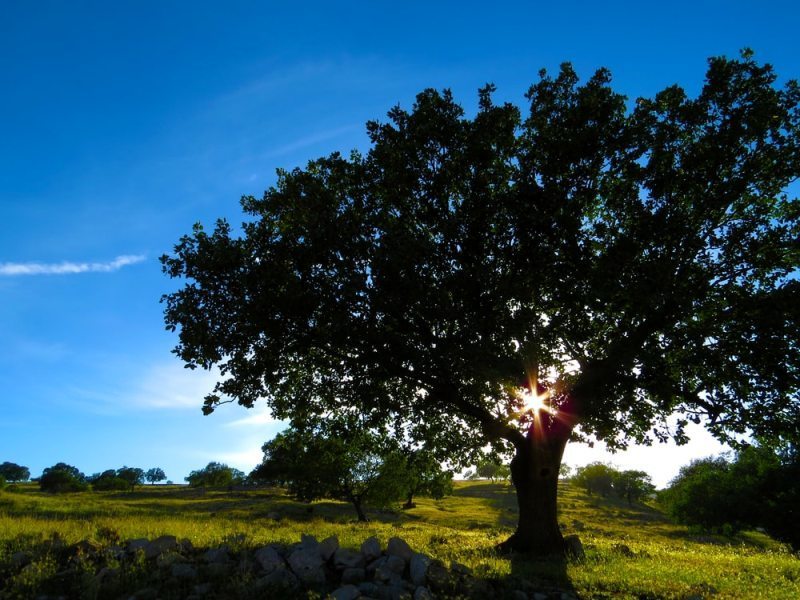 The glory of the tree | ChristianToday Australia