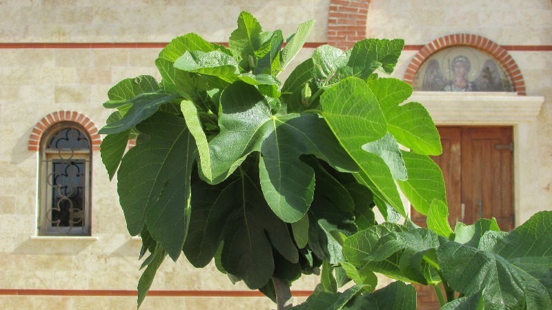 The gospel of the fig leaf | ChristianToday Australia