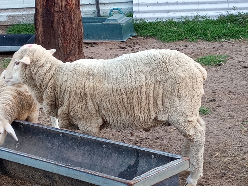 The Vermont sheep in Australia | ChristianToday Australia