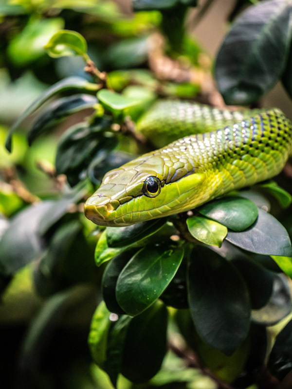 Harmless serpents | ChristianToday Australia